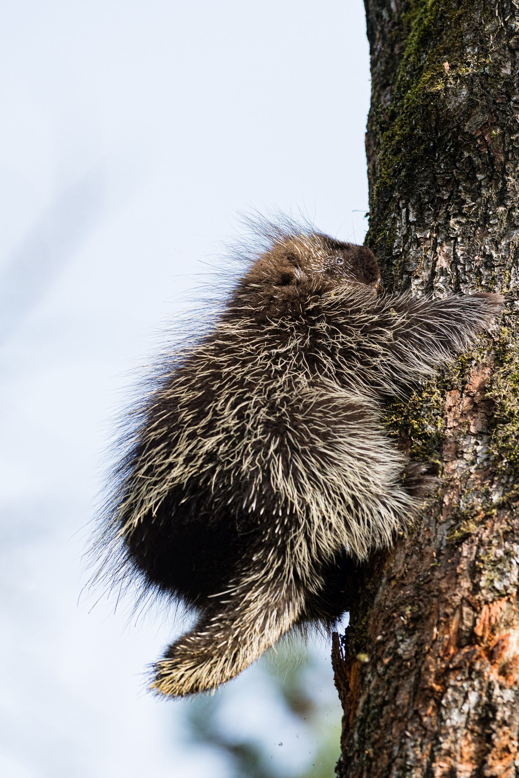 Basel: Das Urson ist in den Zoo eingezogen | Radio Regenbogen