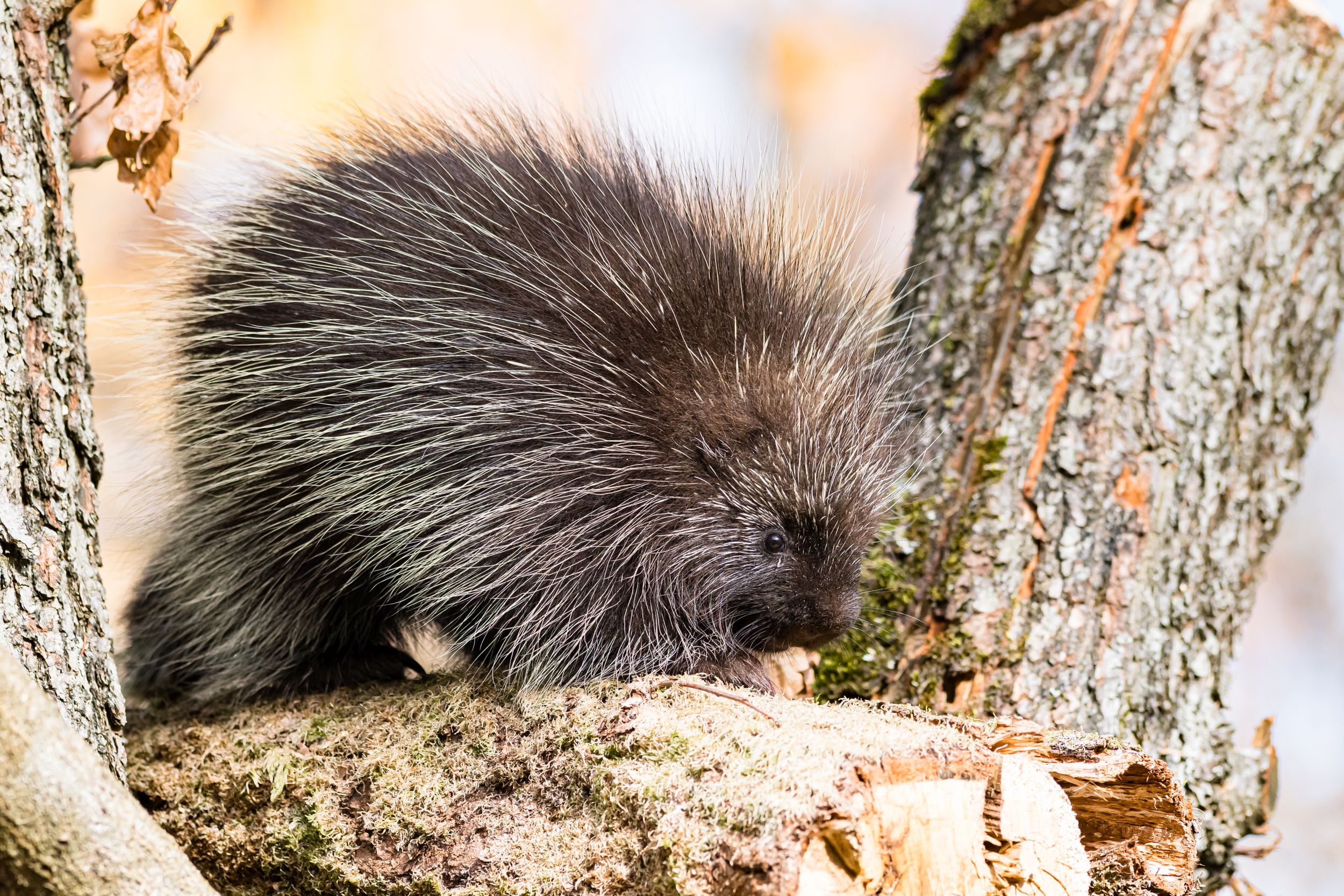 Basel: Das Urson ist in den Zoo eingezogen | Radio Regenbogen