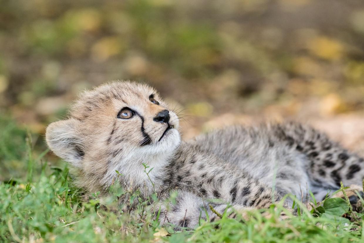 Süsse Geparden-Babys im Basler Zoo | Radio Regenbogen