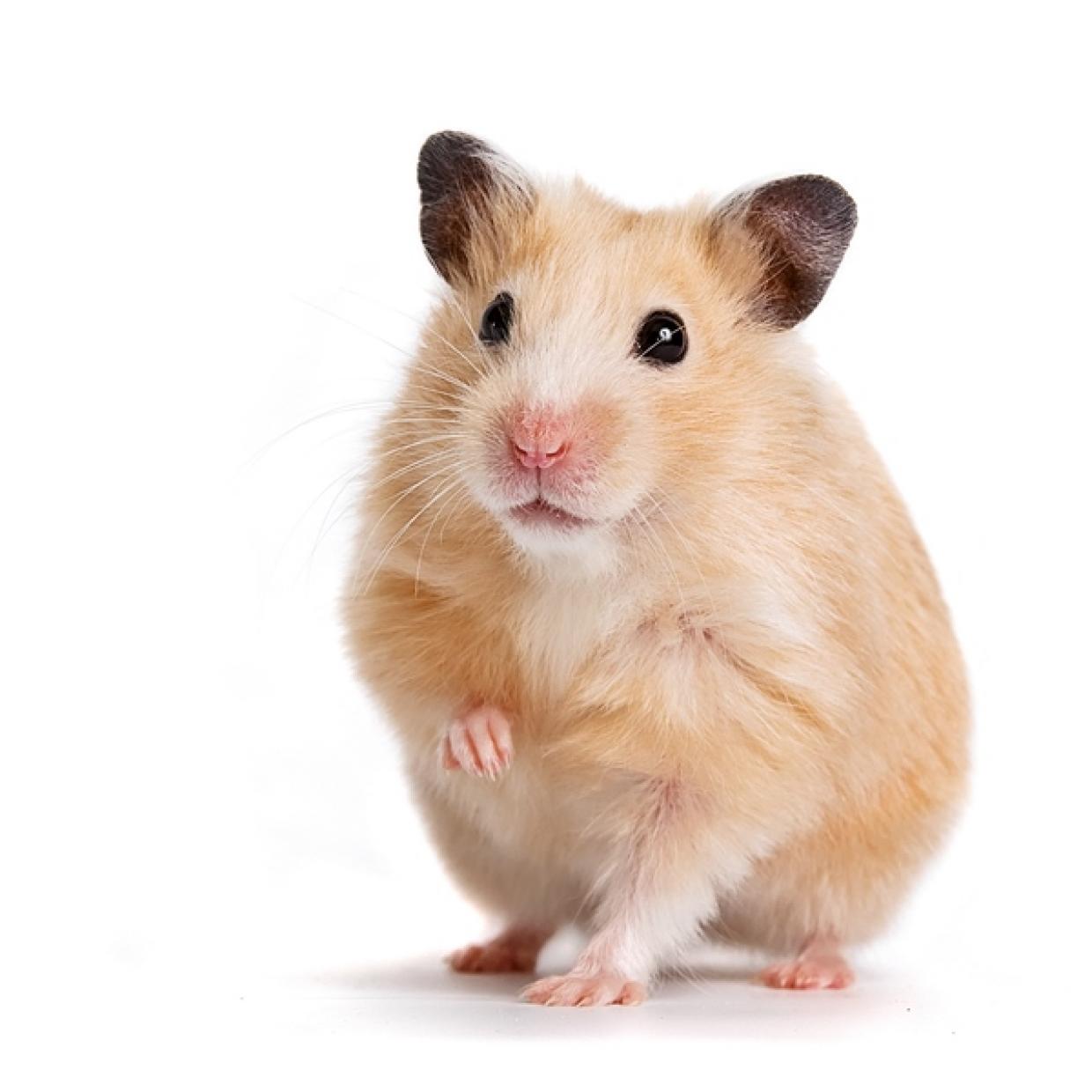 Herzerweichendes Hamster-Bild | Radio Regenbogen