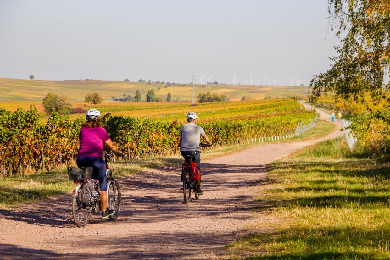 Wine and Bike auf dem 460 km langen Weinradweg! | Radio Regenbogen