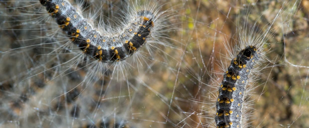 So gefährlich ist der Eichenprozessionsspinner | Radio Regenbogen