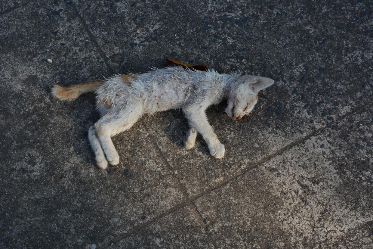 Spaziergaengerin findet tote Katzenbabys | Radio Regenbogen